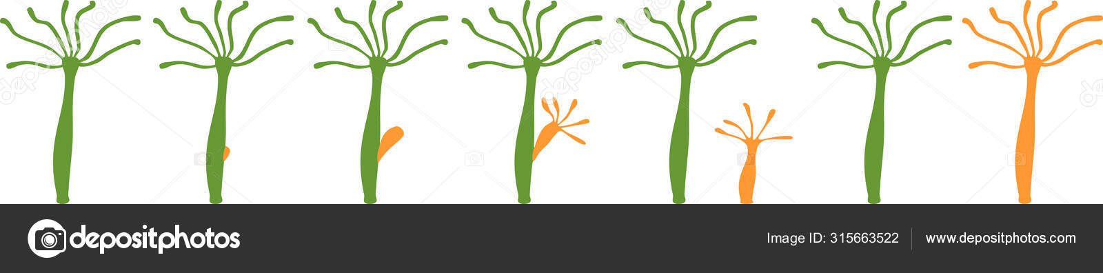 Hydra Asexual Reproduction Budding Scheme Educational Material Lesson