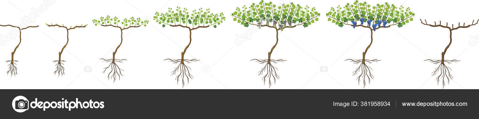 Annual Growth Life Cycle Grapevine Isolated White Background Grapevine ...