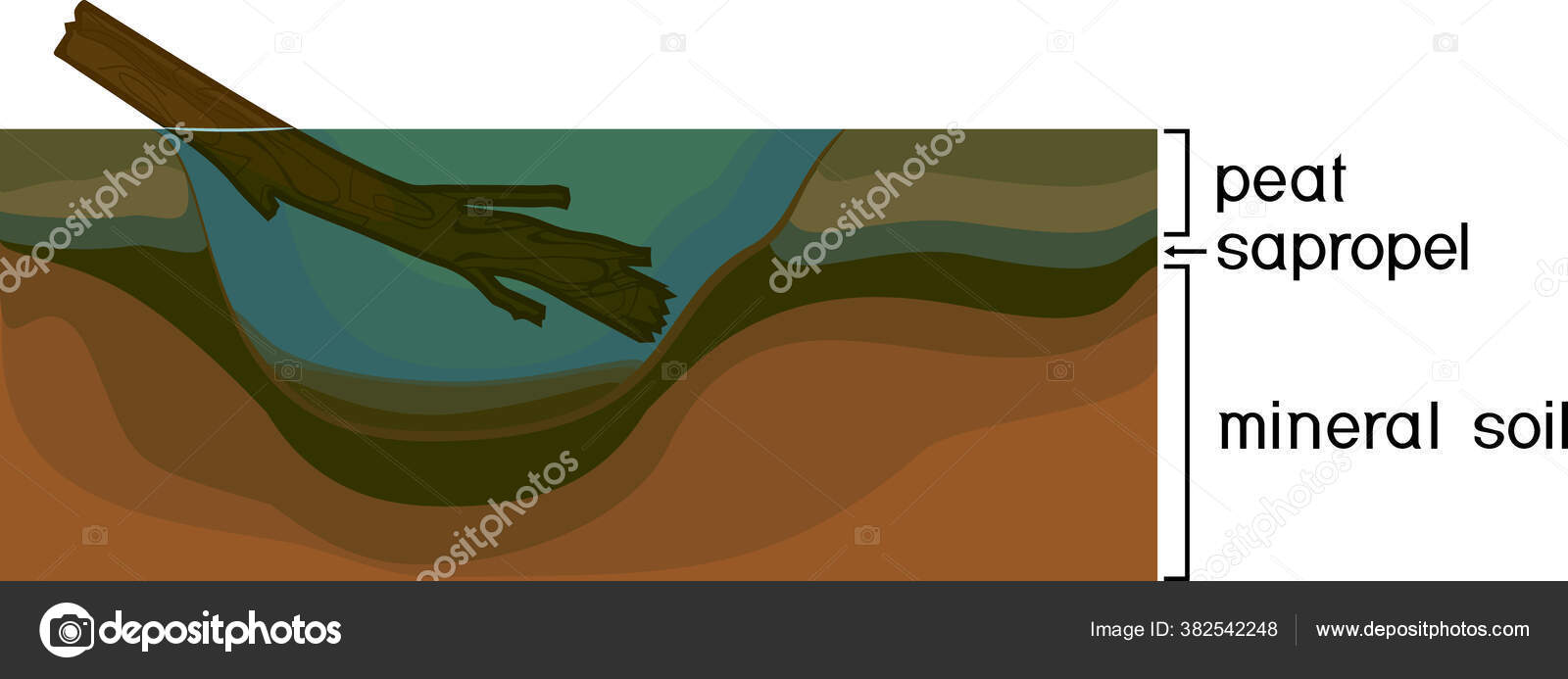 Sapropel Peat Nature Structure Pond Marsh Bottom Sediments Stock Vector ...