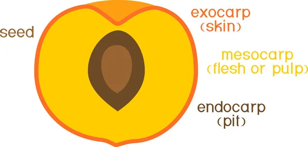 33 Exocarp Vector Images, Exocarp Illustrations | Depositphotos