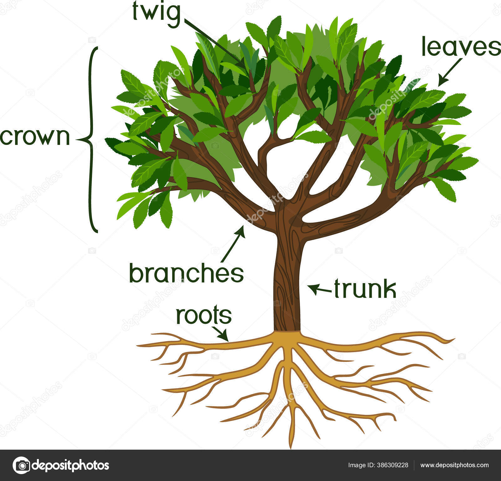 Partes Planta Morfología Del Árbol Con Corona Verde Sistema Radicular ...