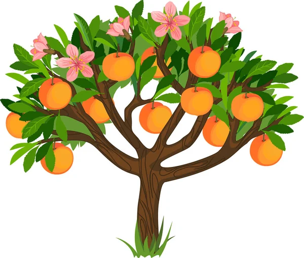 100,000 Peach tree Vector Images | Depositphotos