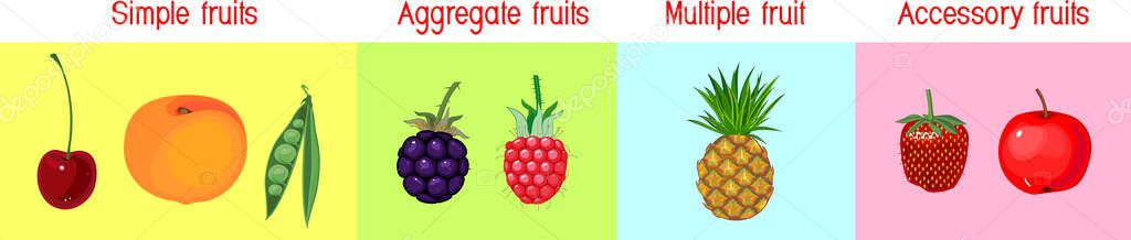64 Aggregate fruit Vector Images, Aggregate fruit Illustrations ...