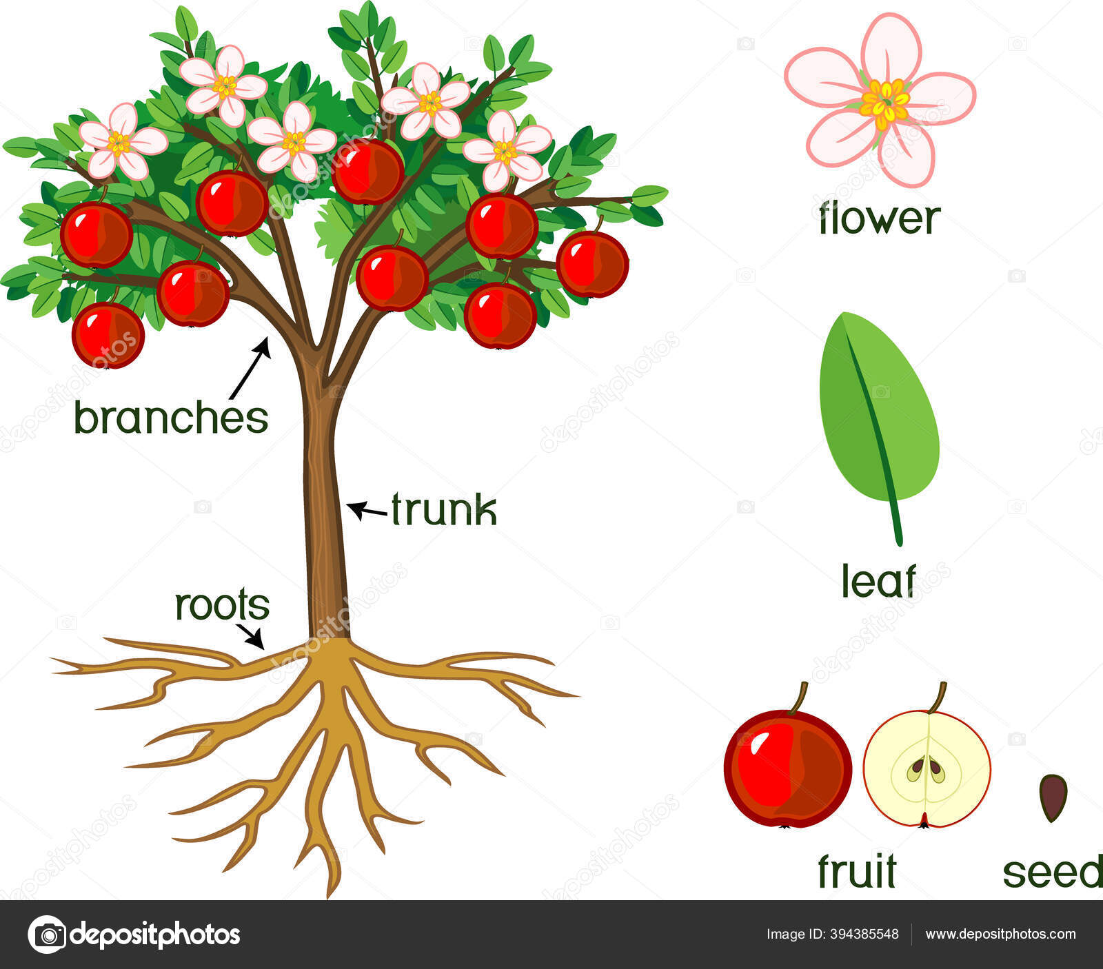 Parts Plant Morphology Apple Tree Fruits Flowers Green Leaves Root ...
