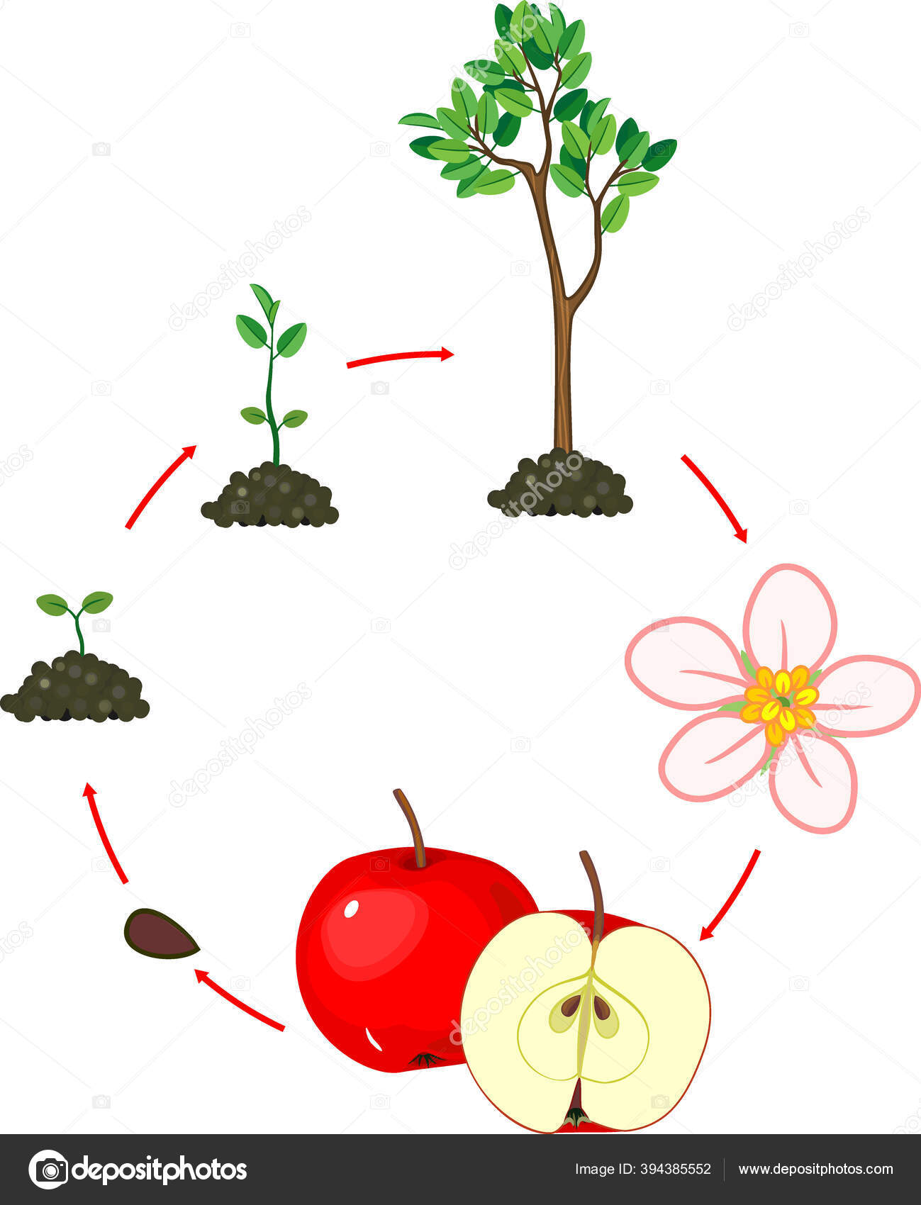 Life Cycle Apple Tree Plant Growth Stage Isolated White Background ...