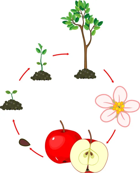 Life cycle of apple tree Stock Vector Image by ©mariaflaya #100604006