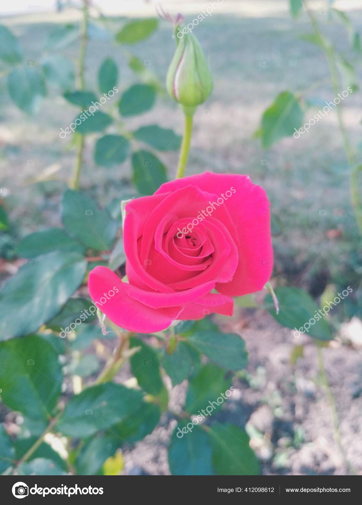 Beautiful Red Rose Bud — Stock Photo © helenkaiy #412098612