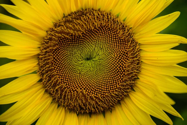 Sunbeam flower Stock Photos, Royalty Free Sunbeam flower Images ...