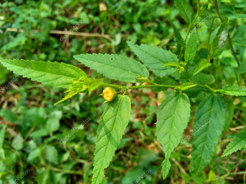 Sida acuta (aslo llamado wireweed común, sidaguri, sidogori) con fondo ...