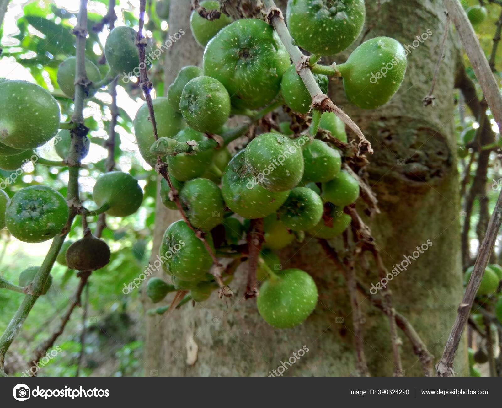 Ficus Hispida Also Known Luwingan Ara Berbulu Ara Bertangkai Dao ...