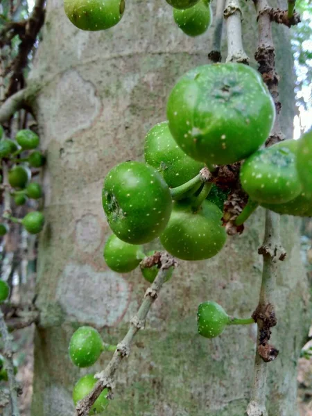 Ficus Hispida Also Known Luwingan Ara Berbulu Ara Bertangkai Dao ...
