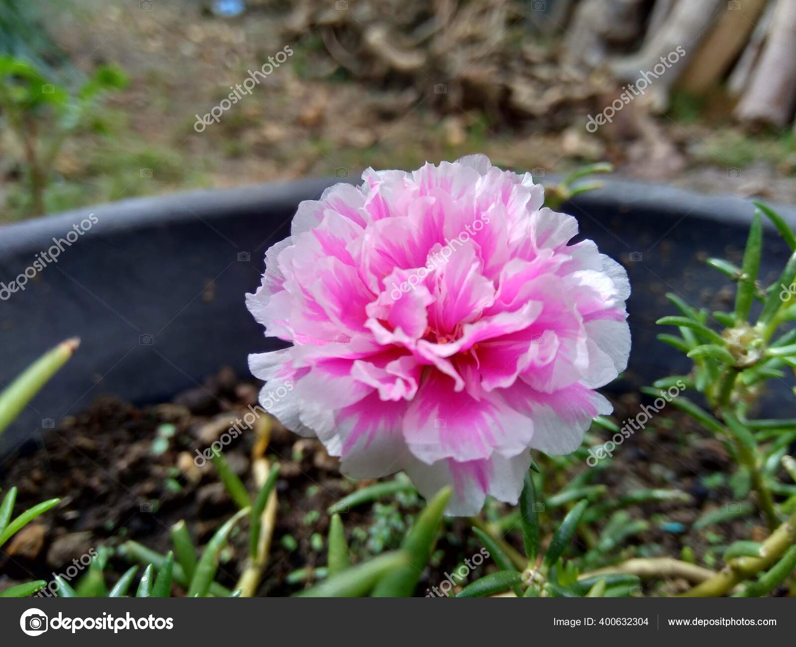Portulacaceae