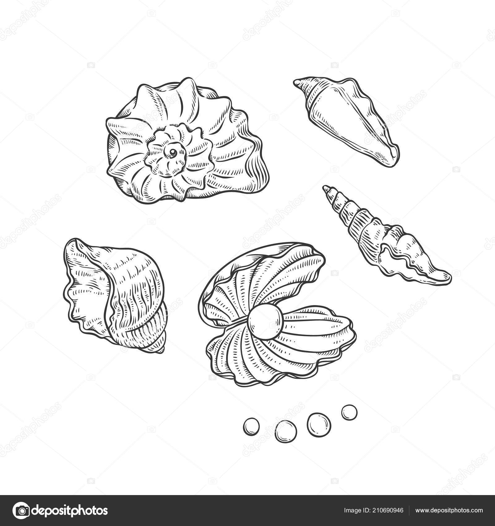 Vector set sea shells and pearls different shapes. Clamshells ...