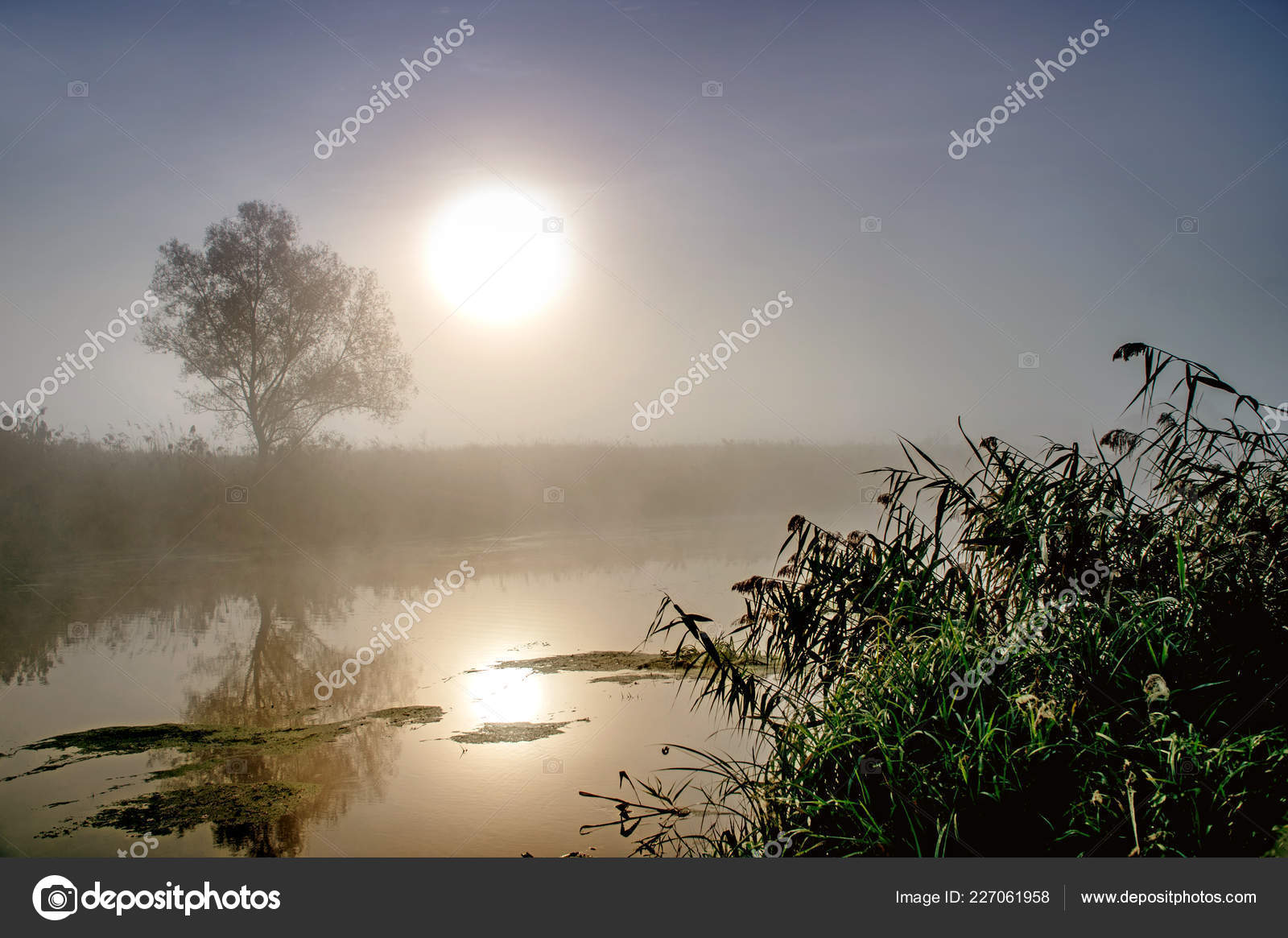 Dramatic Mystical Twilight Landscape Rising Sun Tree Reed Fog Water ...