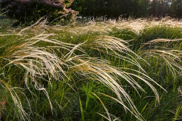 Swaying grass Stock Photos, Royalty Free Swaying grass Images ...