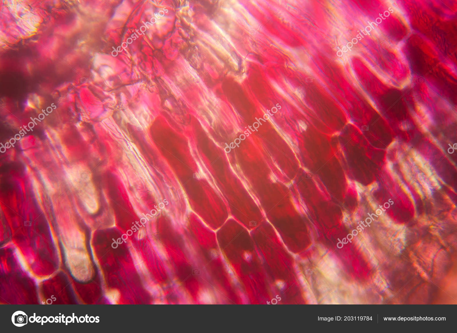 Red Onion Cell