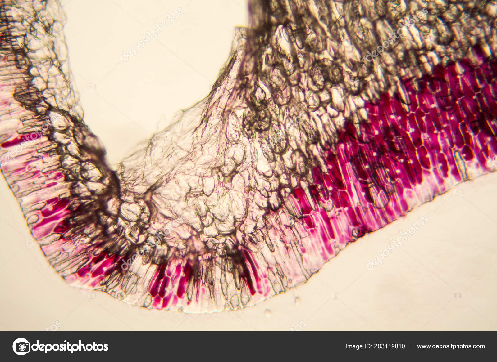 Onion Cells Microscope — Stock Photo © ileana_bt #203119810