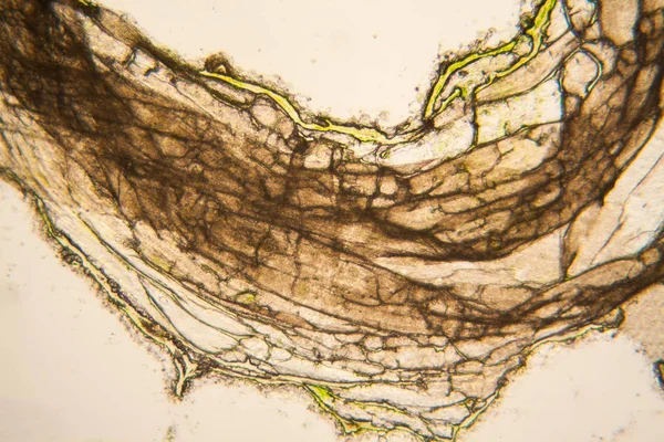 9,377 Plant cells Stock Photos | Free & Royalty-free Plant cells Images ...