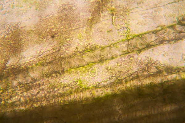 9,377 Plant cells Stock Photos | Free & Royalty-free Plant cells Images ...