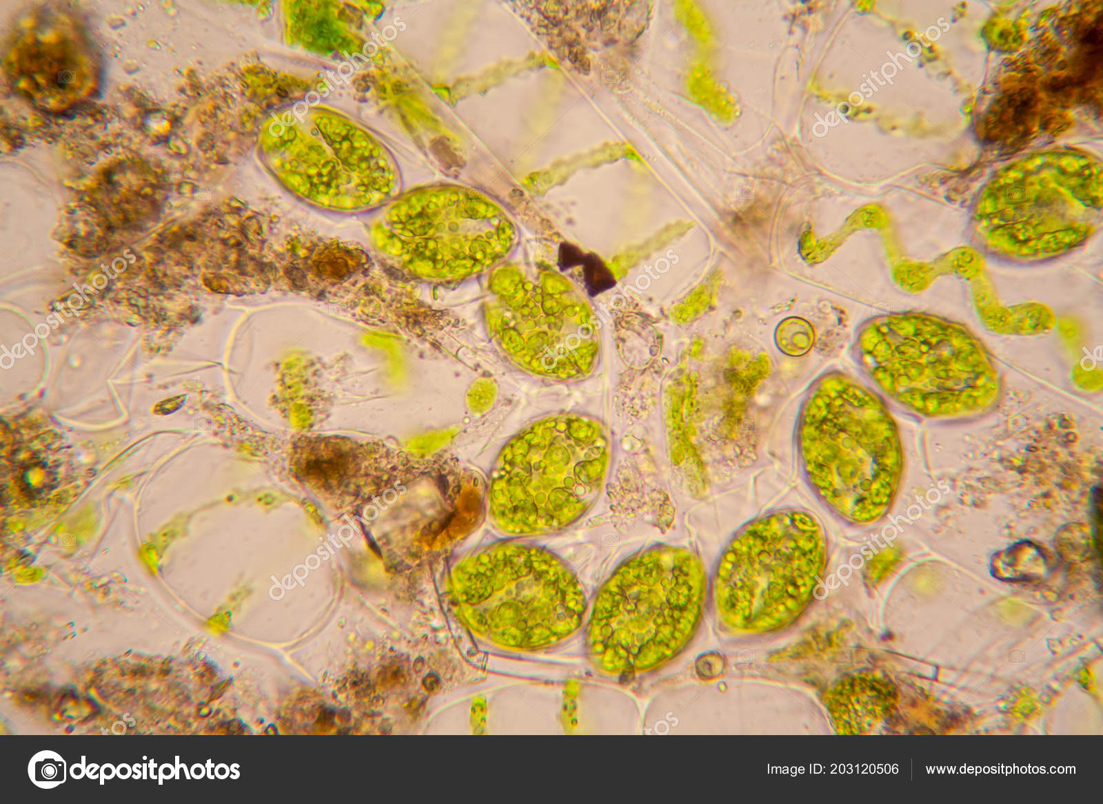 Microscopic Algae
