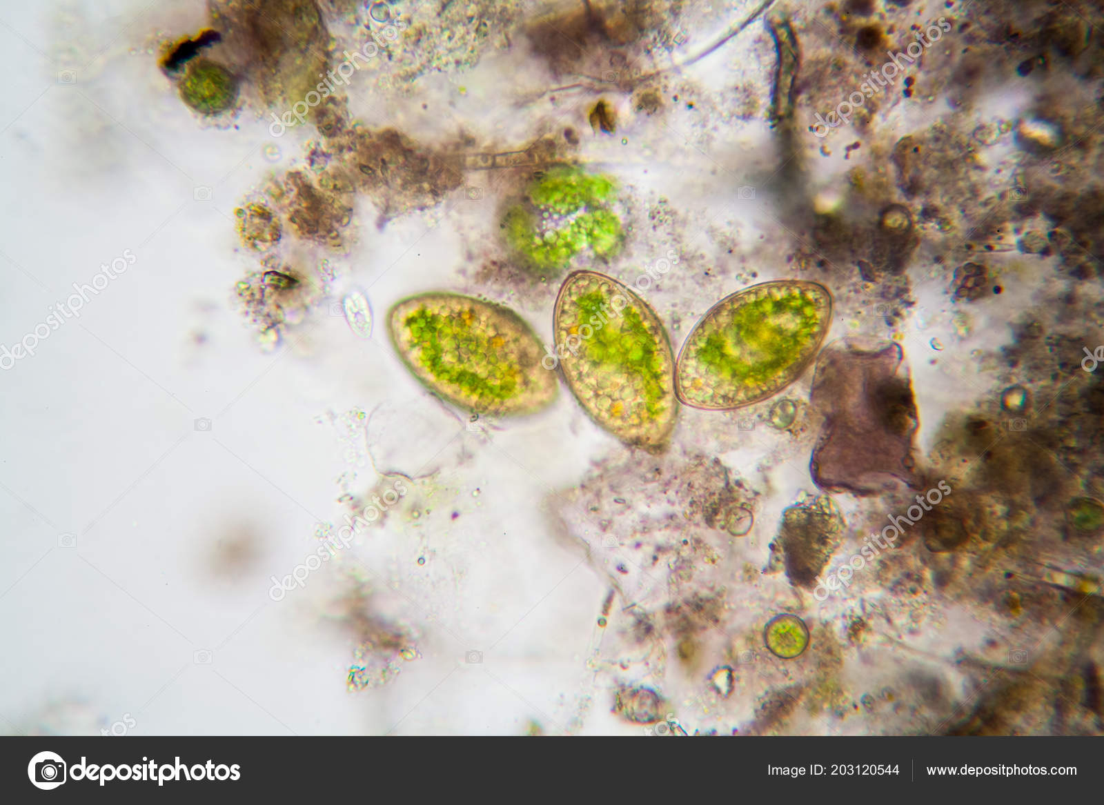 Microscopic Algae