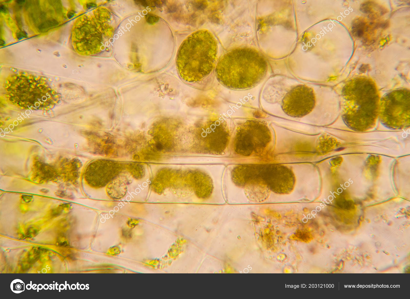 Lagoa De Algas Sob Microscopio