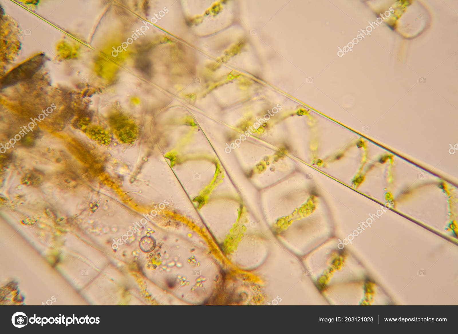 Fresh Pond Water Plankton Algae Microscope Spirogyra — Stock Photo ...