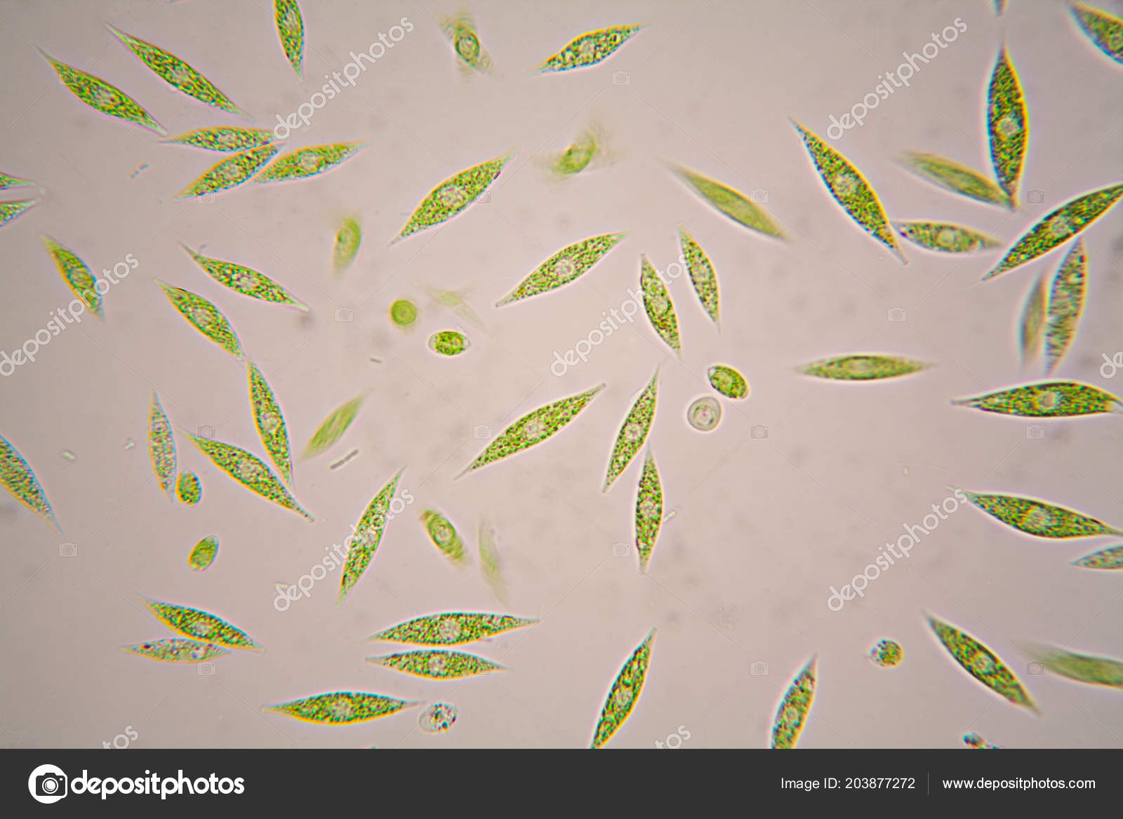 Euglena Gracilis Microscope