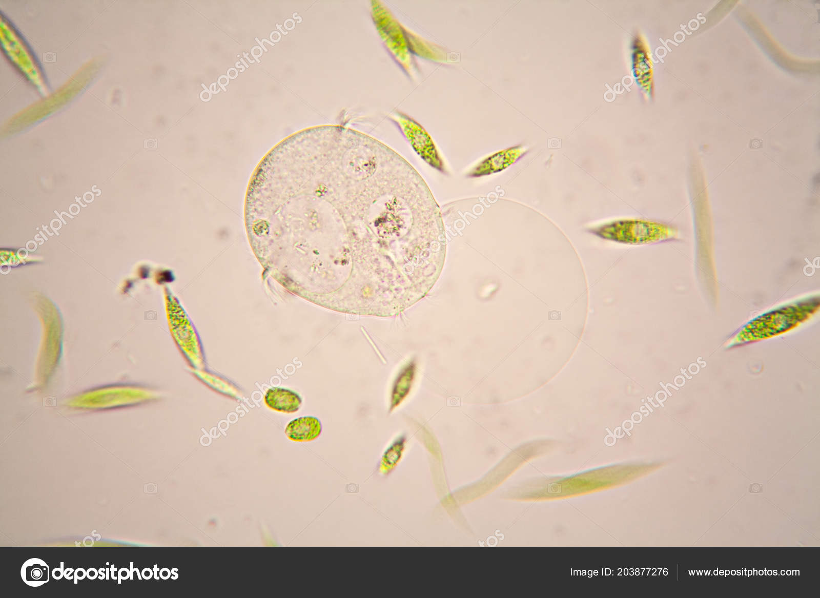 Euglena Under Microscope 10x