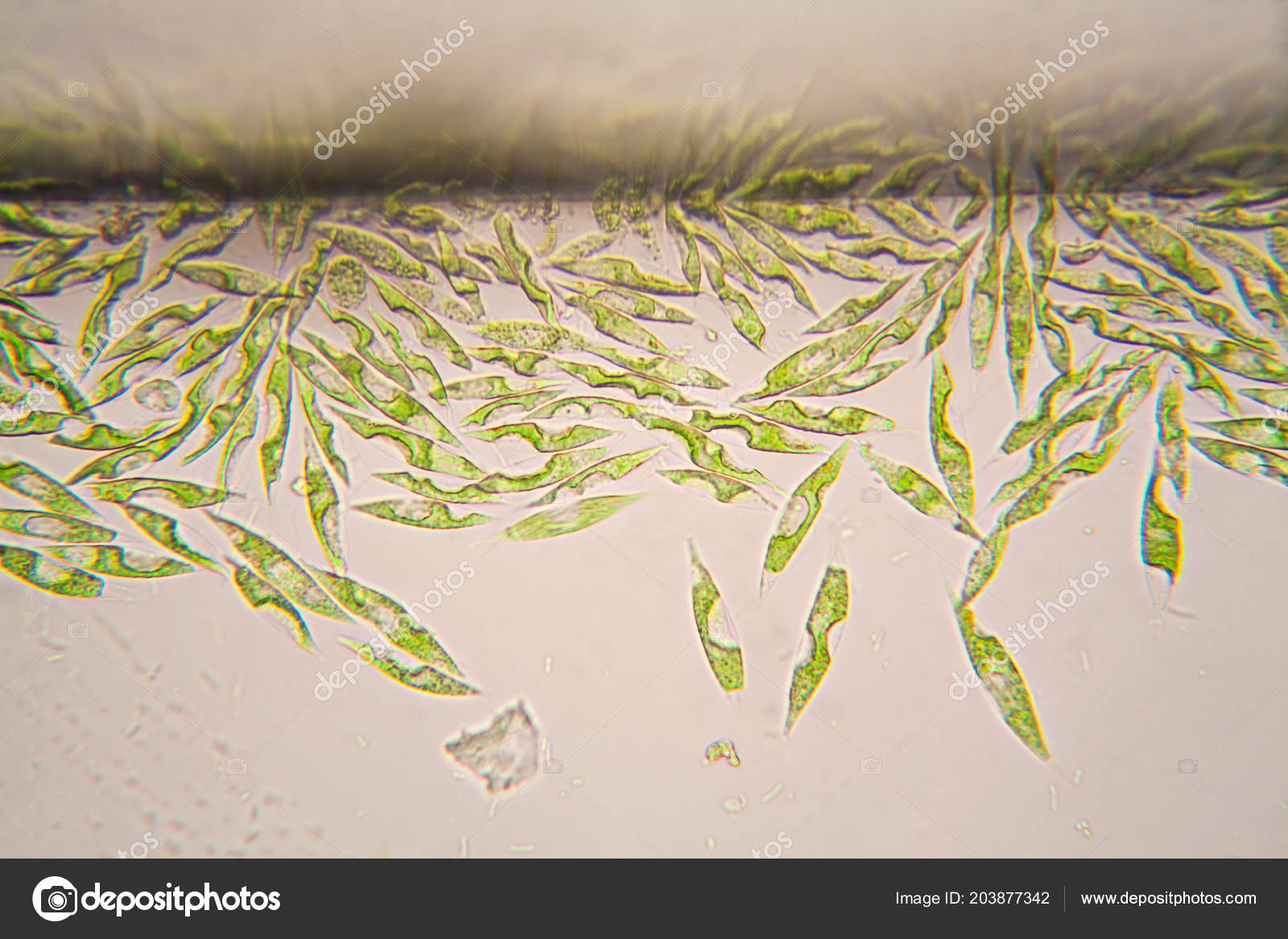 Euglena Gracilis Microscope