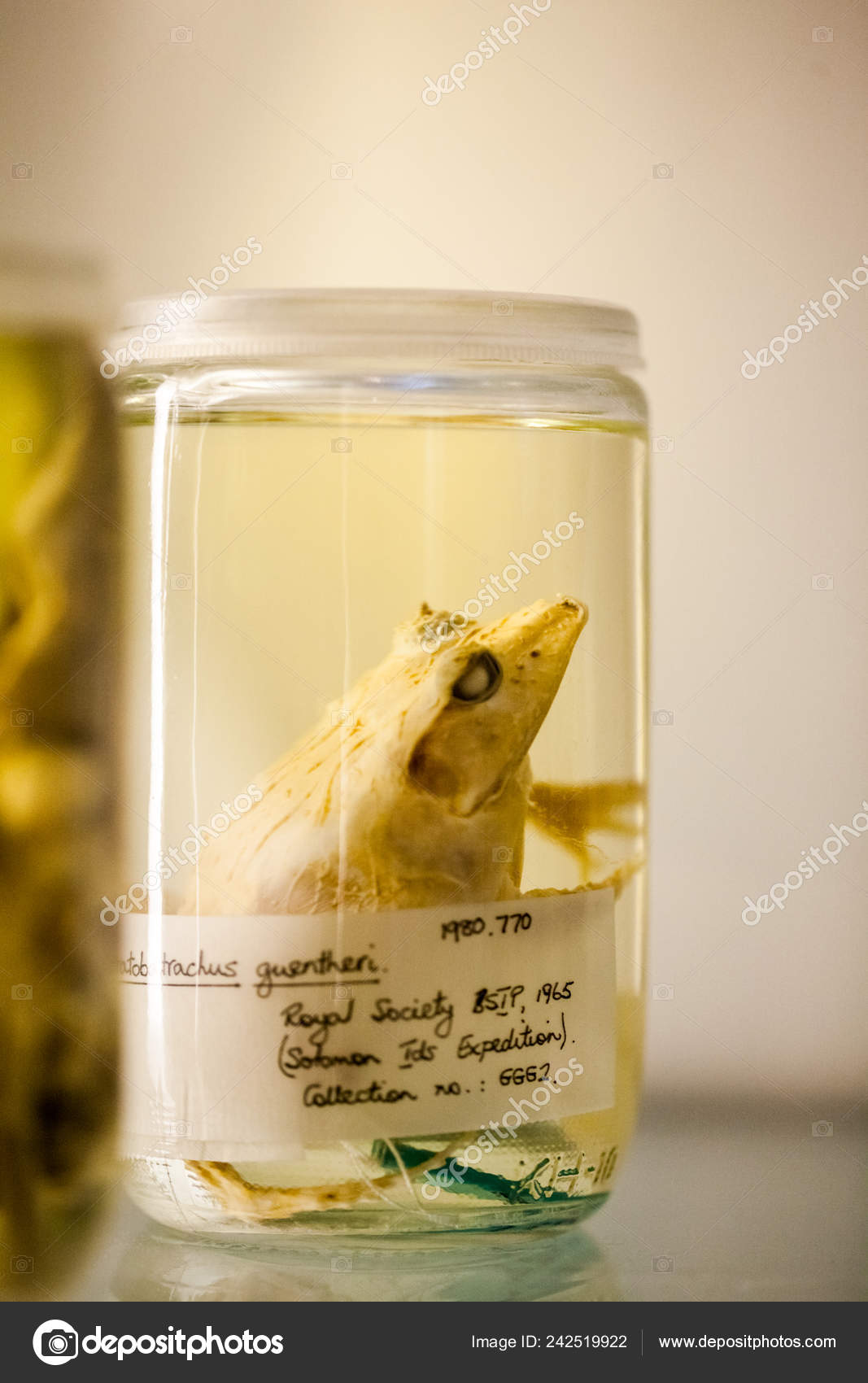 London Natural History Museum Preserved Animals Species Laboratory ...