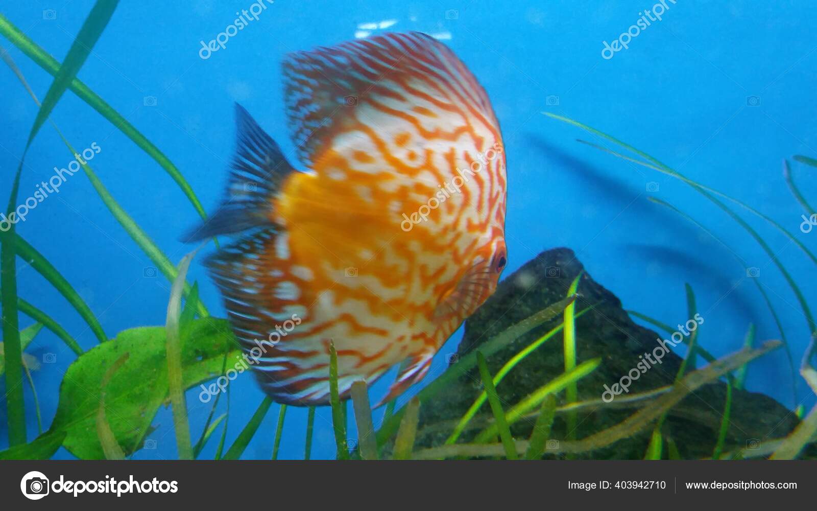 Checkerboard Discus Fish Aquarium — Stock Photo © nayakd655@gmail.com ...