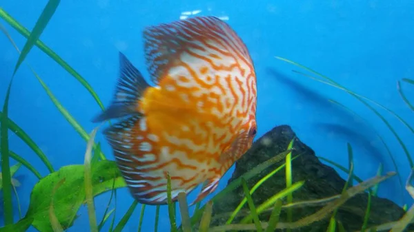 Blue Checkerboard Discus