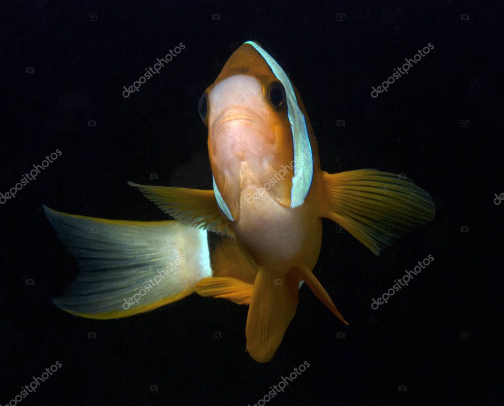 Increíble mundo submarino - Nemo pescado. Fotografía macro submarina ...