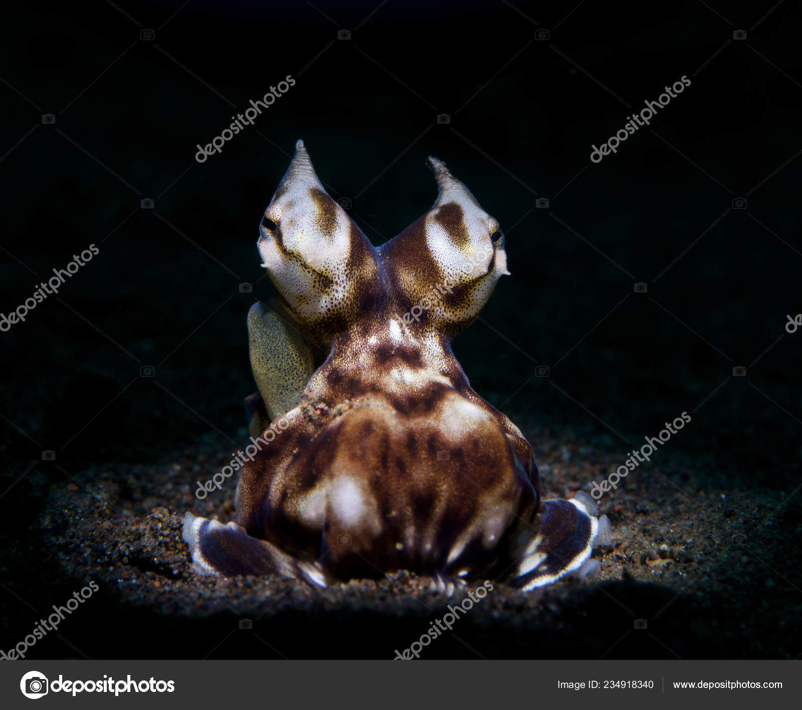 Amazing Underwater World Mimic Octopus Thaumoctopus Mimicus Underwater ...