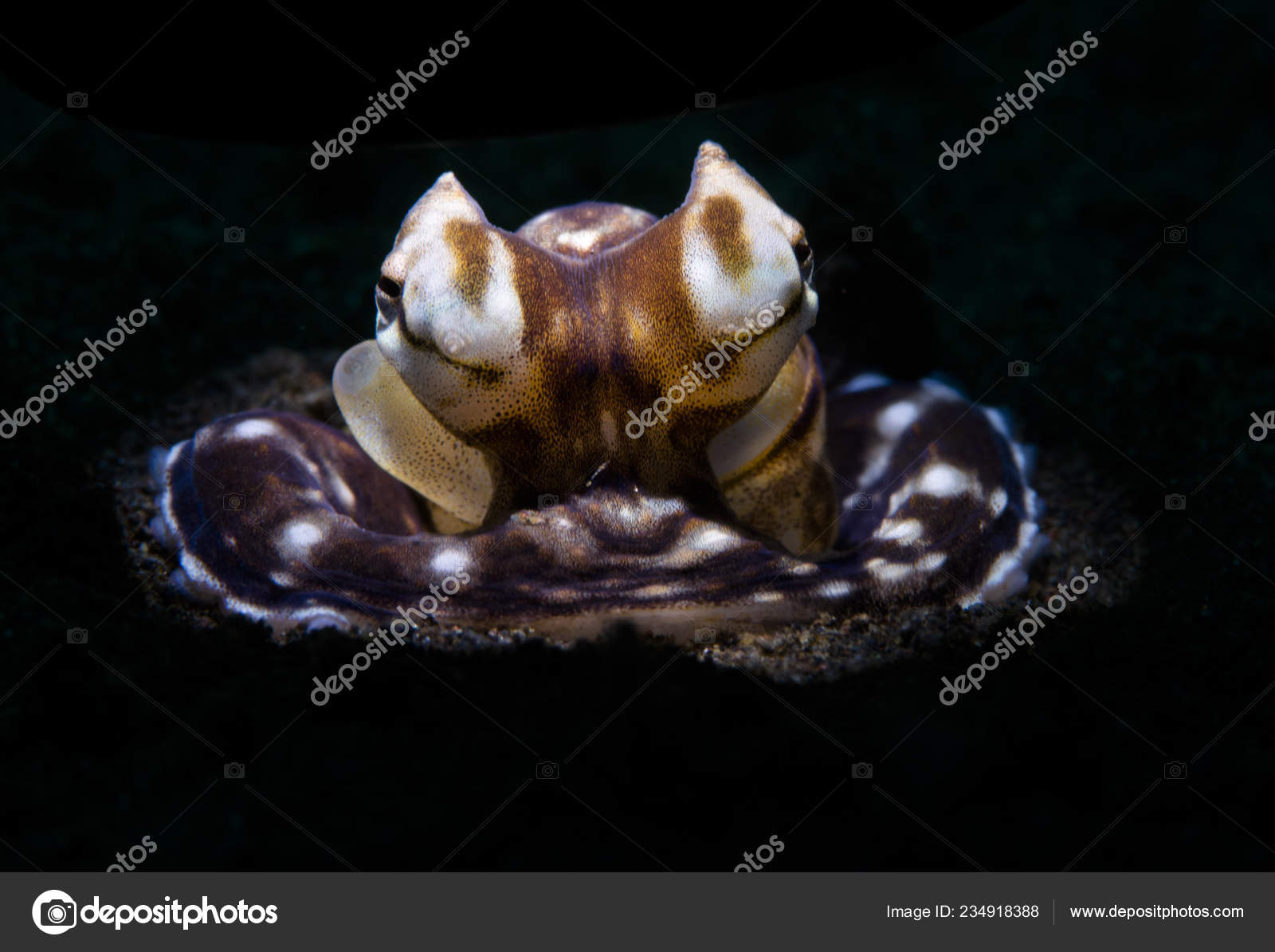 Amazing Underwater World Mimic Octopus Thaumoctopus Mimicus Underwater ...