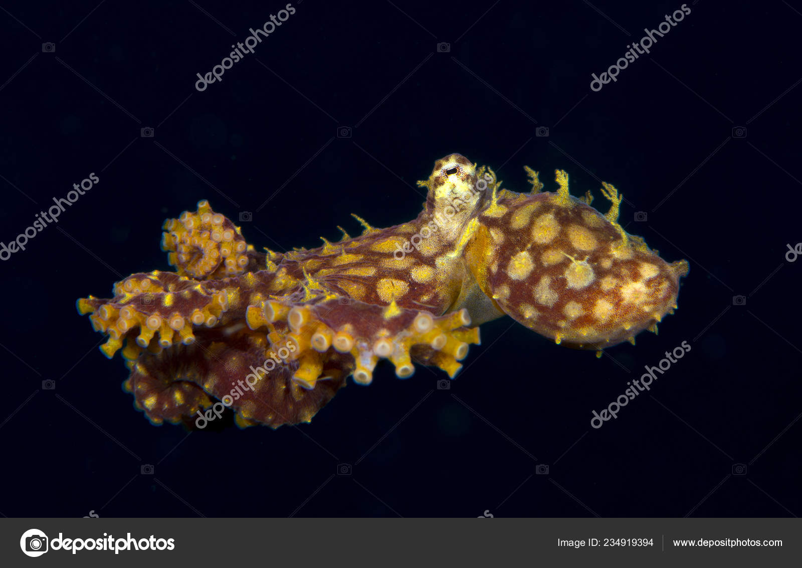 Amazing Underwater World Mosaic Octopus Abdopus Abaculus Underwater ...