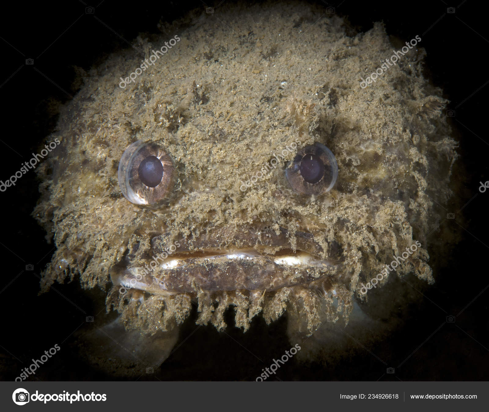 Incredible Underwater World Banded Toadfish Banded Frogfish Halophryne ...