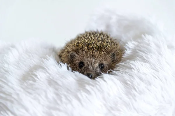 Rescate del erizo Stock Photos, Royalty Free Rescate del erizo Images ...