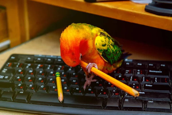 Parrot computer Stock Photos, Royalty Free Parrot computer Images ...