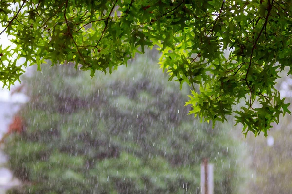 Heavy rain starting over a stream with tree during heavy storm - Stock ...