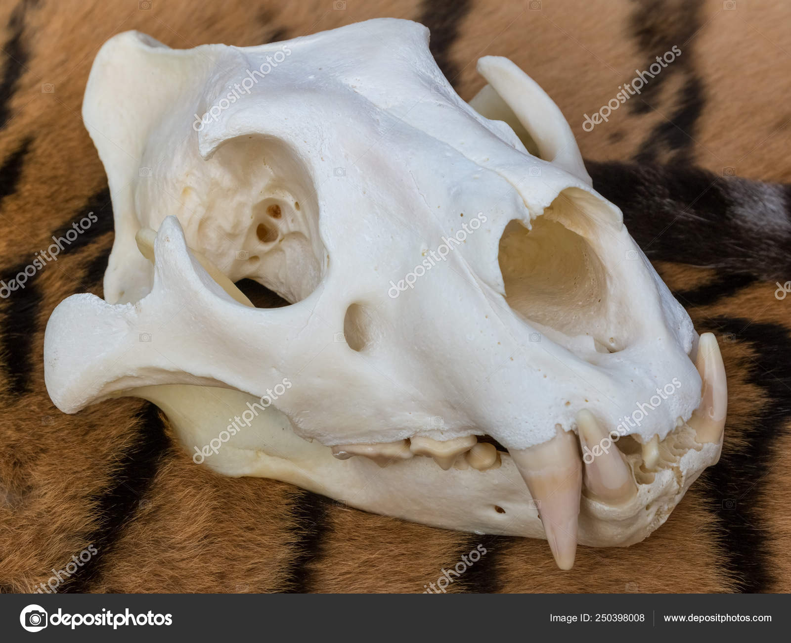 Endangered Animal Siberian Tiger Skull Tiger Skin — Stock Photo ...