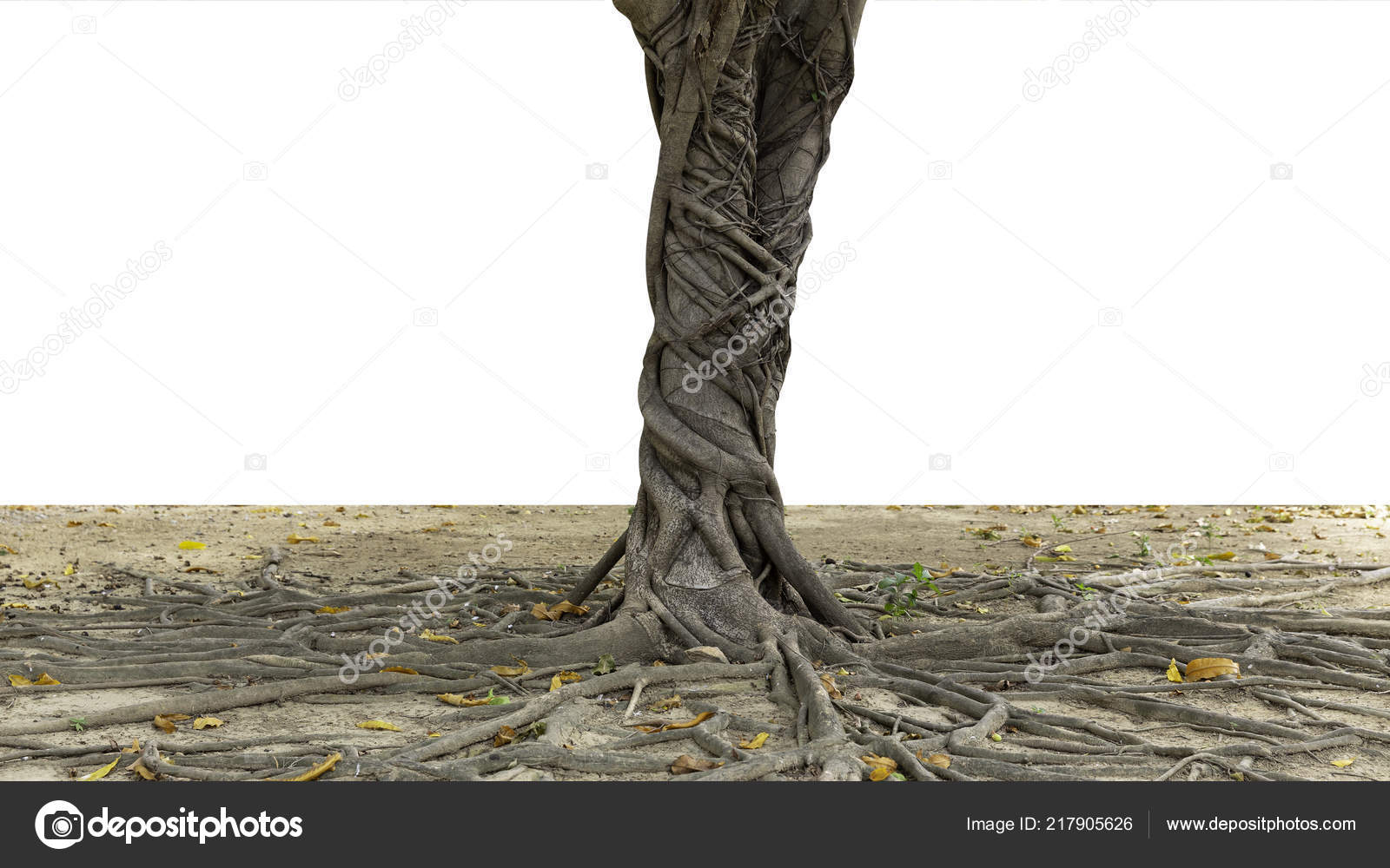 Roots Tree Isolated White Background Used Natural Articles Both Print ...