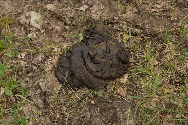 Excrement marking territory Stock Photos, Royalty Free Excrement ...