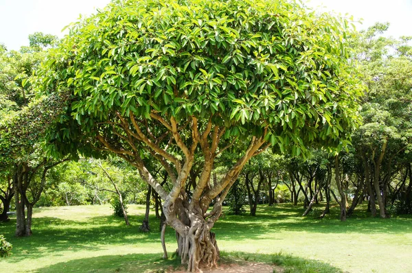 Bodhi tree Stock Photos, Royalty Free Bodhi tree Images | Depositphotos