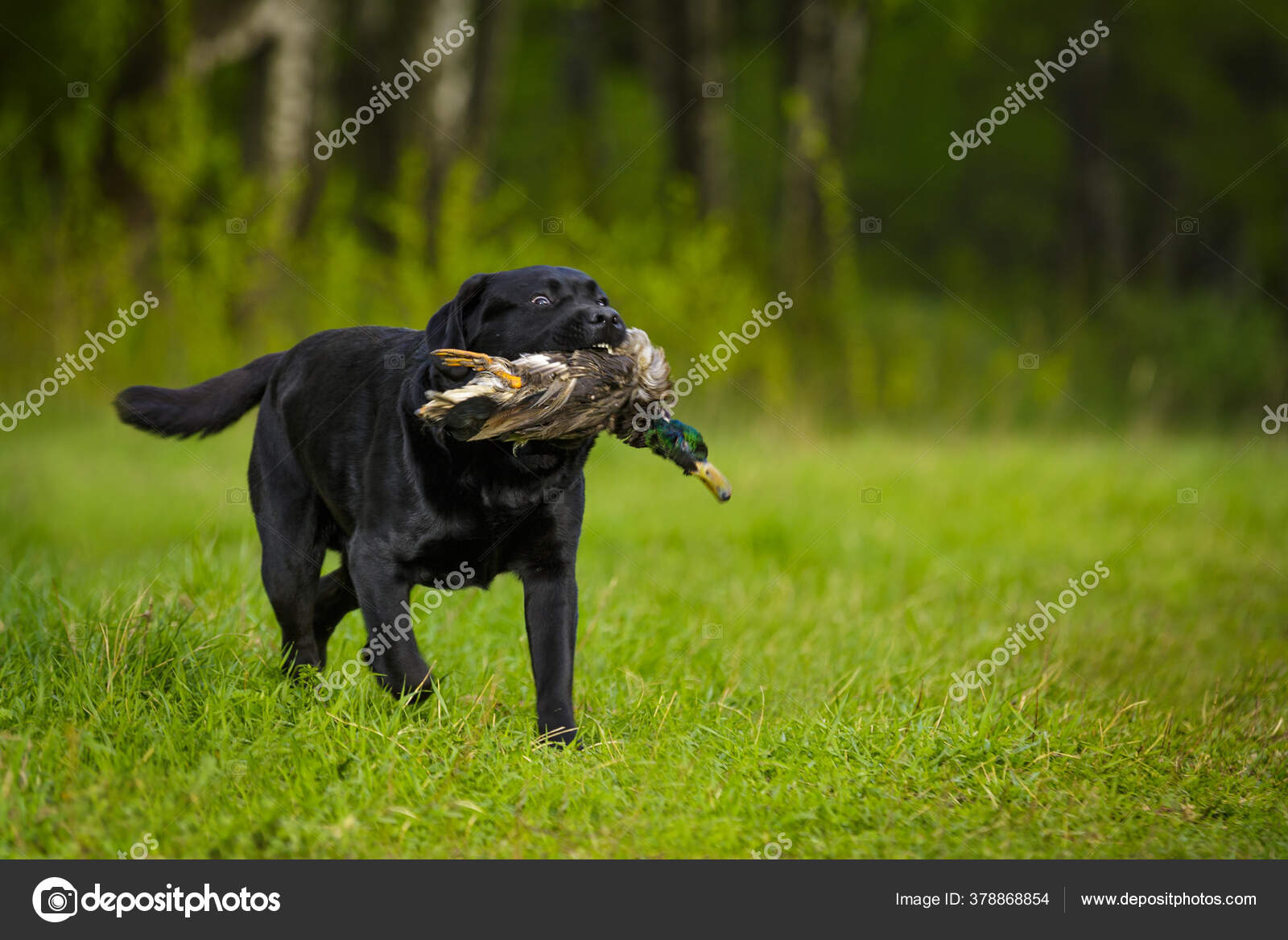 Black Labs Hunting