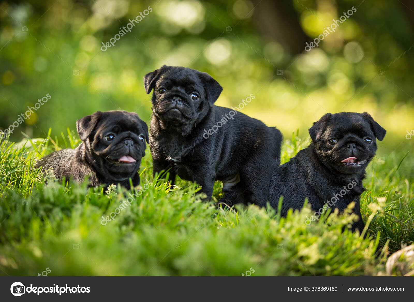 Pack Of Pugs
