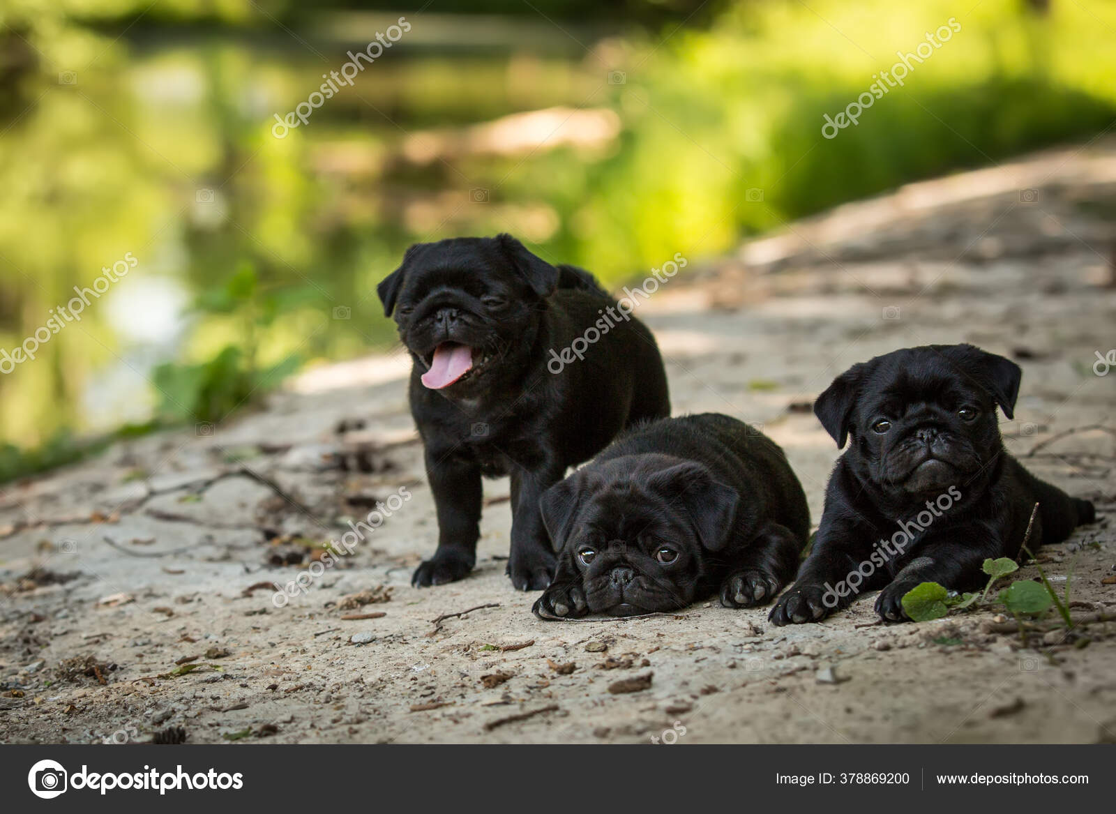 Pack Of Pugs