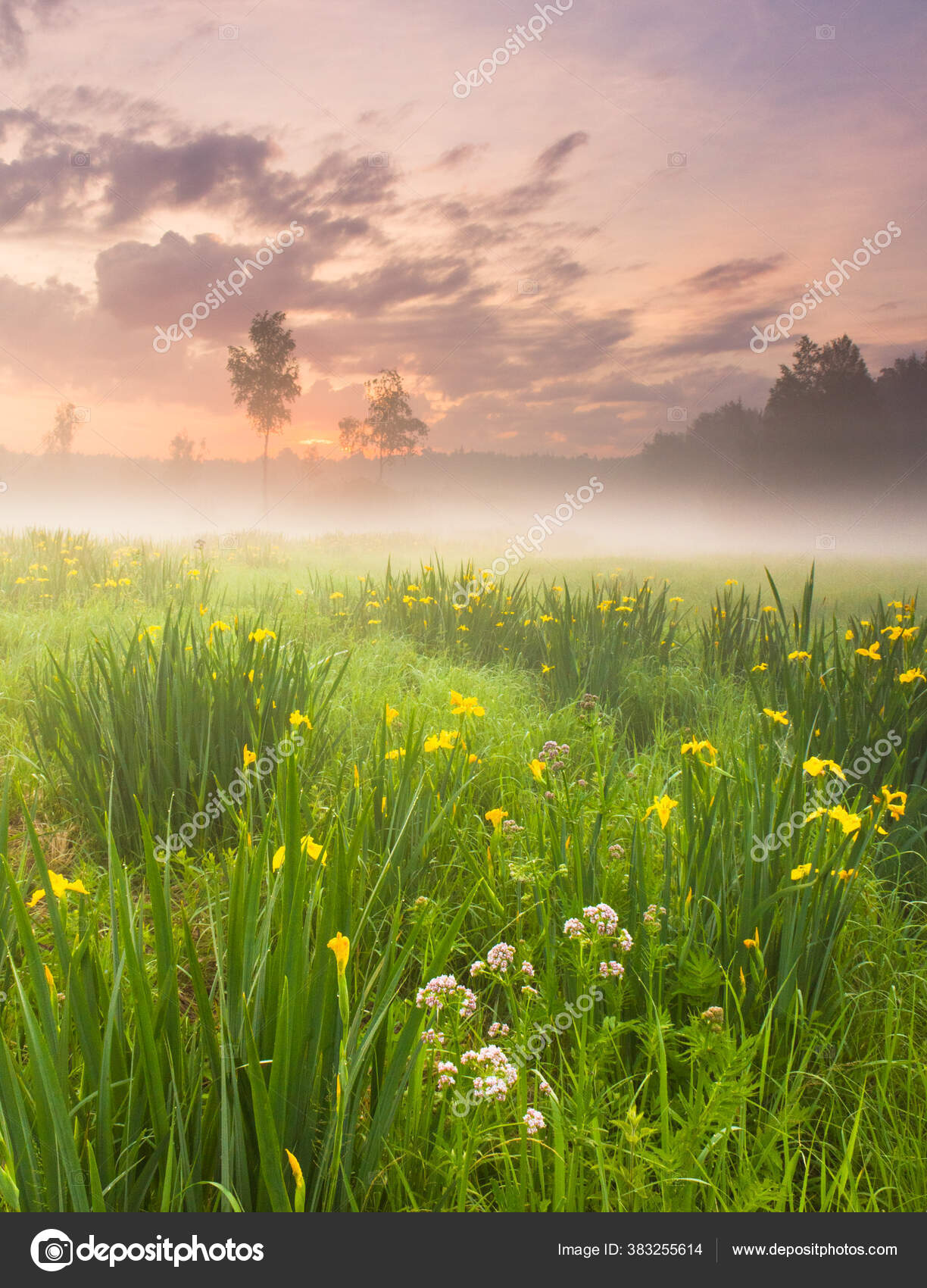 Beautiful Field Scenic View Stock Photo by ©deingel 383255614