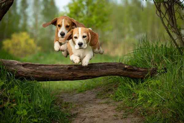 Running Beagle Wallpaper